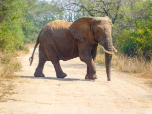Akagera Rwanda Safaris | Wildlife Safari Tours & Trip Cost