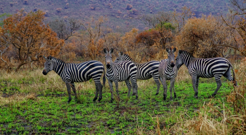 Akagera Helicopter Tours Rwanda | Scenic Flights & Transfers