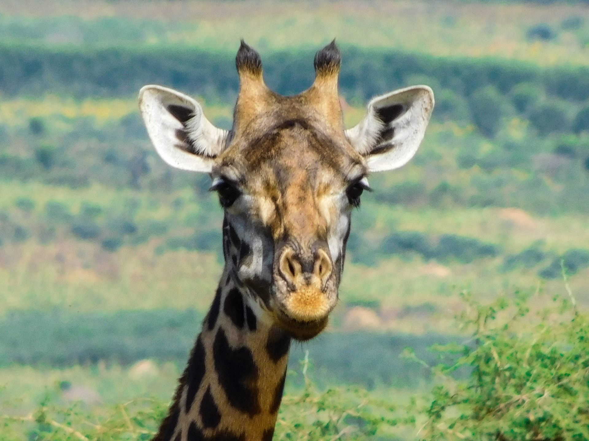Akagera Rwanda Safaris | Wildlife Safari Tours & Trip Cost