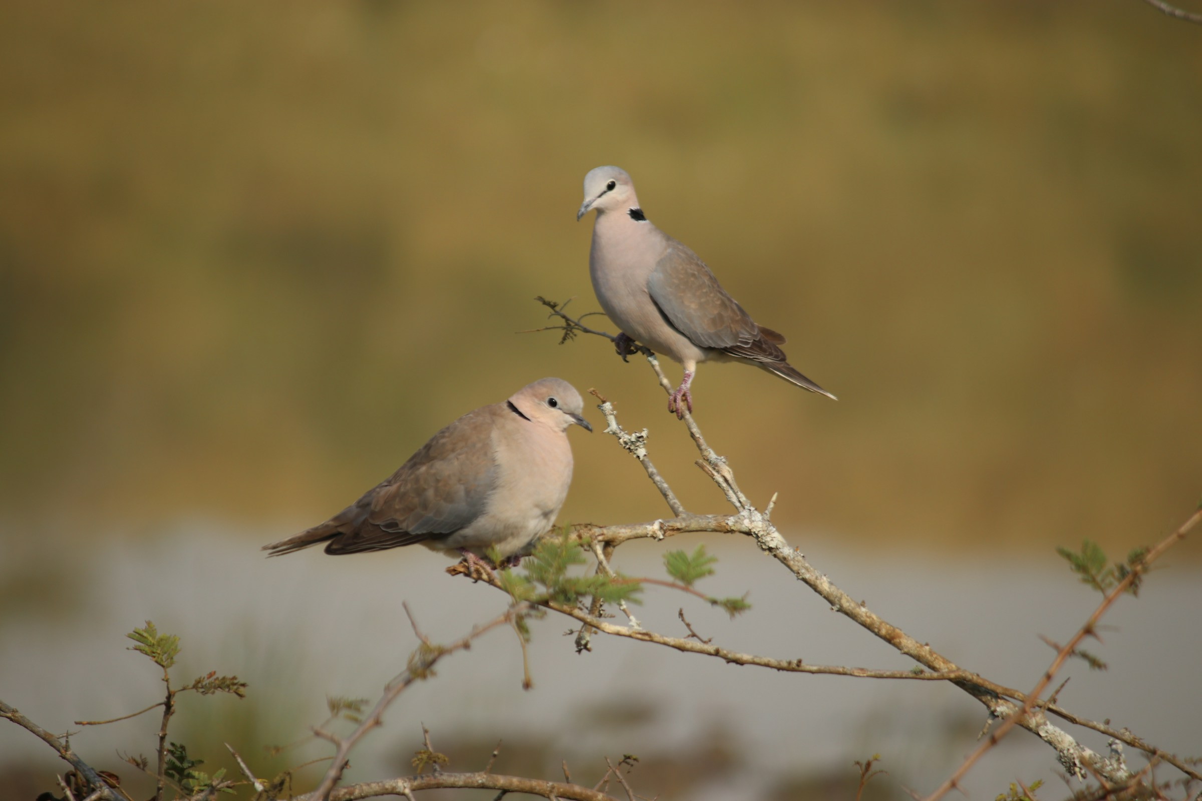 Bird Watching in Akagera | Rwanda's Avian Paradise