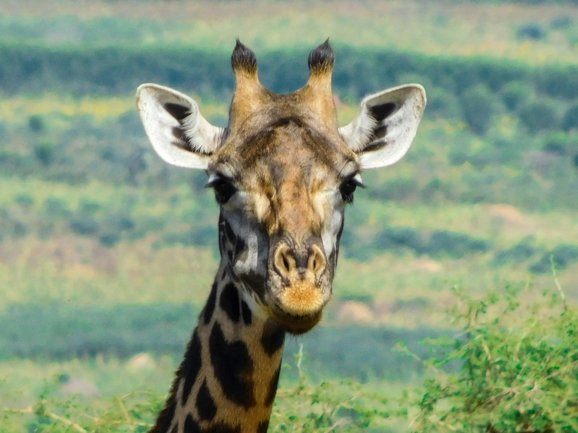 Animals in Akagera | Rwanda's Wildlife Species