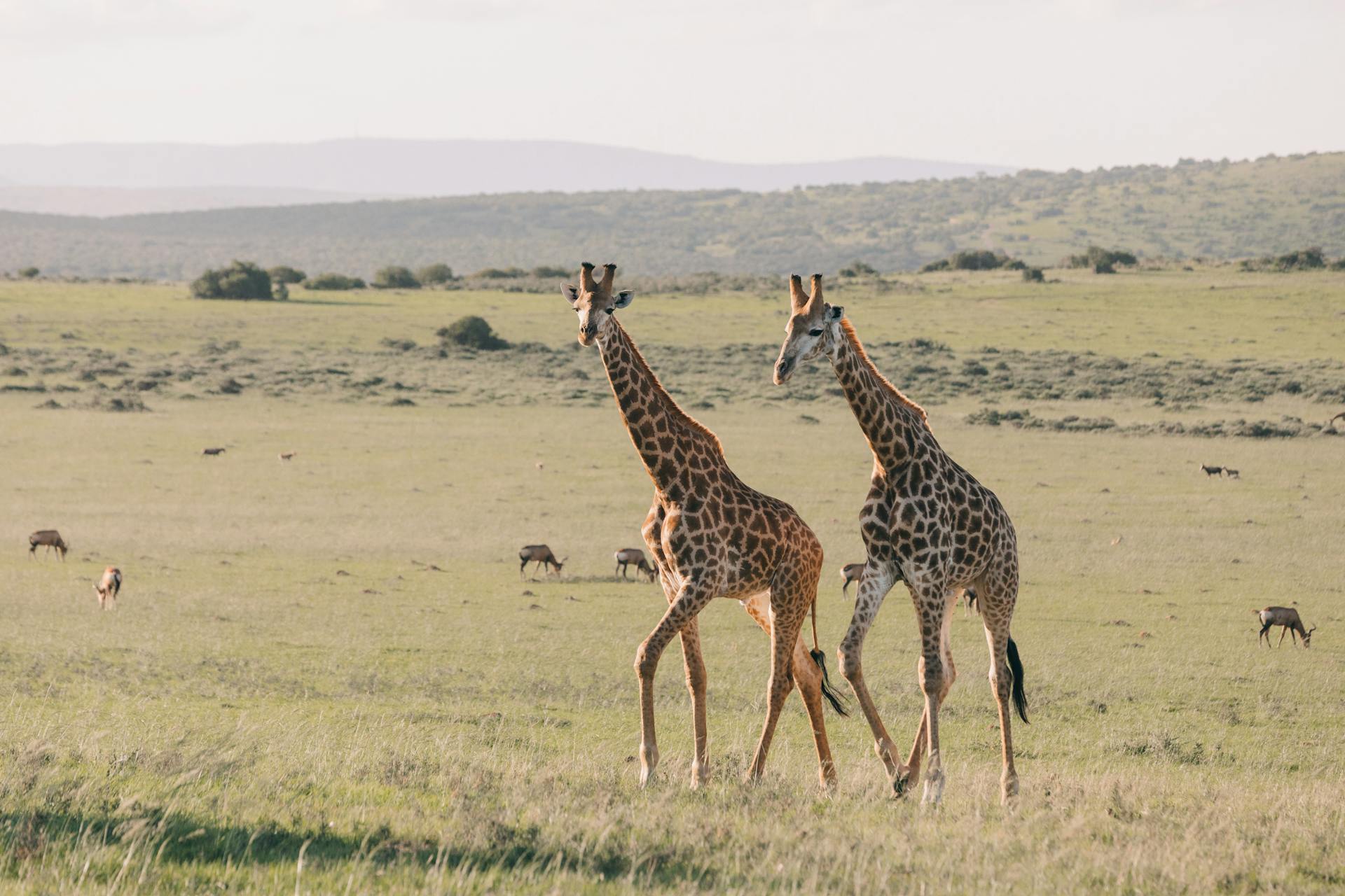Top 16 Facts about Akagera National Park in Rwanda