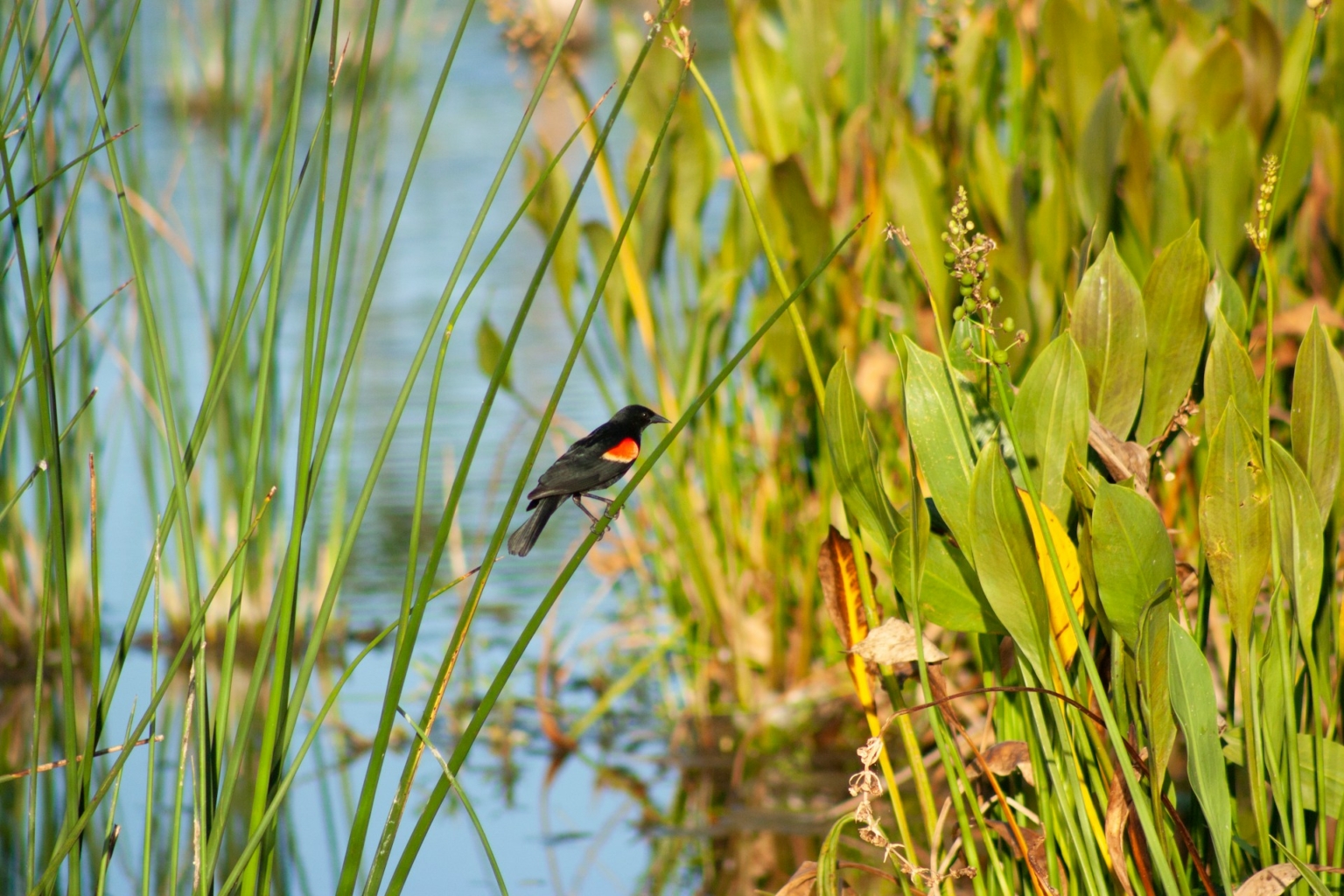 Ukonga Wetland Rwanda | Safari & Birding in Akagera National Park