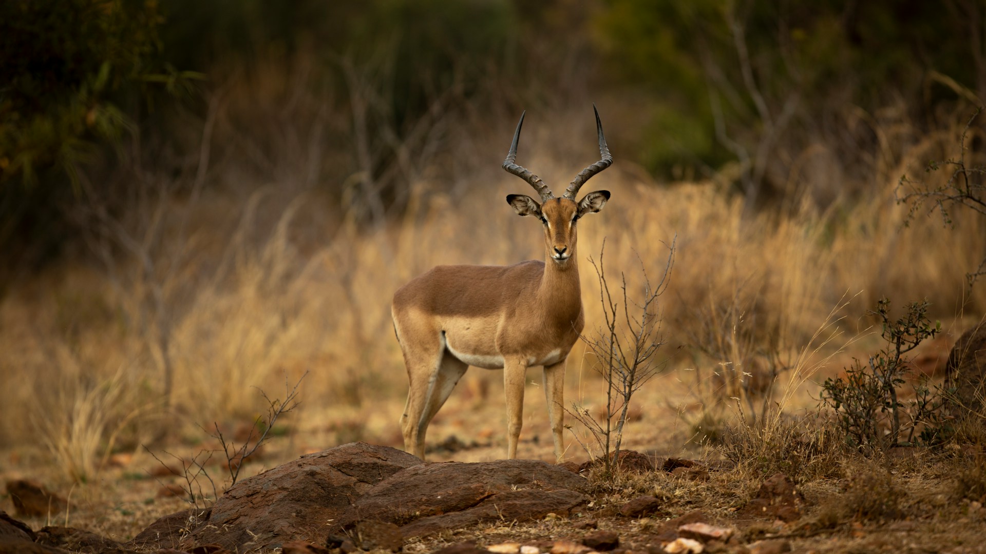 Rumara Peninsula | Akagera's Hidden Gem