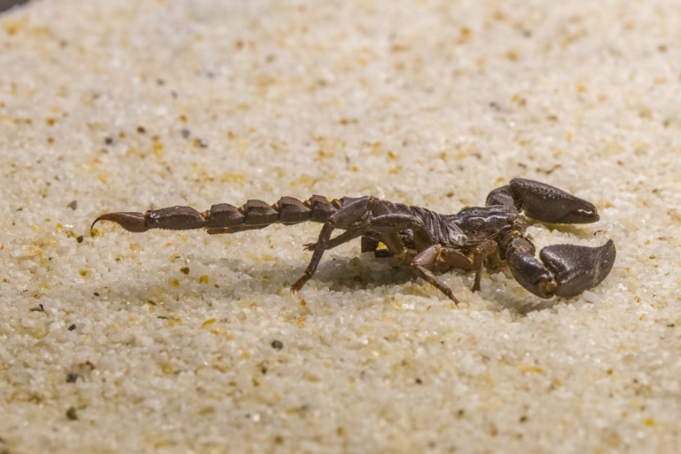 Scorpions in Akagera | Safety & Facts Guide