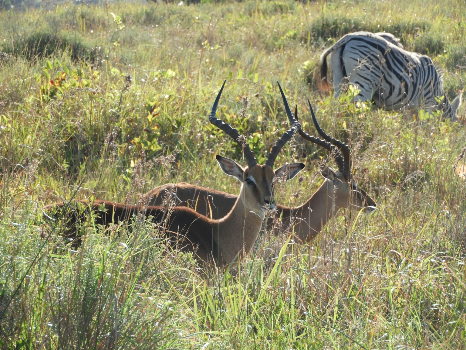 Trophy Hunting in Akagera | Conservation Policies