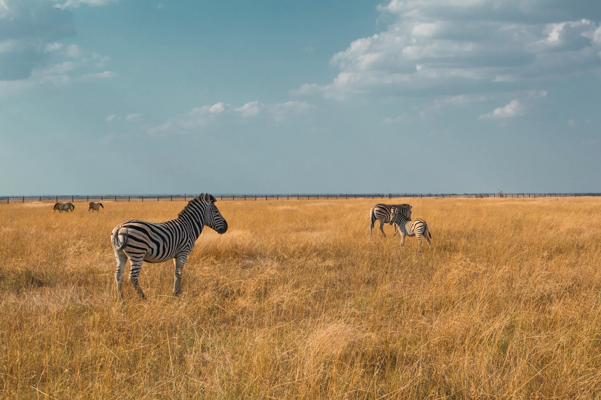Akagera Wildlife Conservation in Rwanda